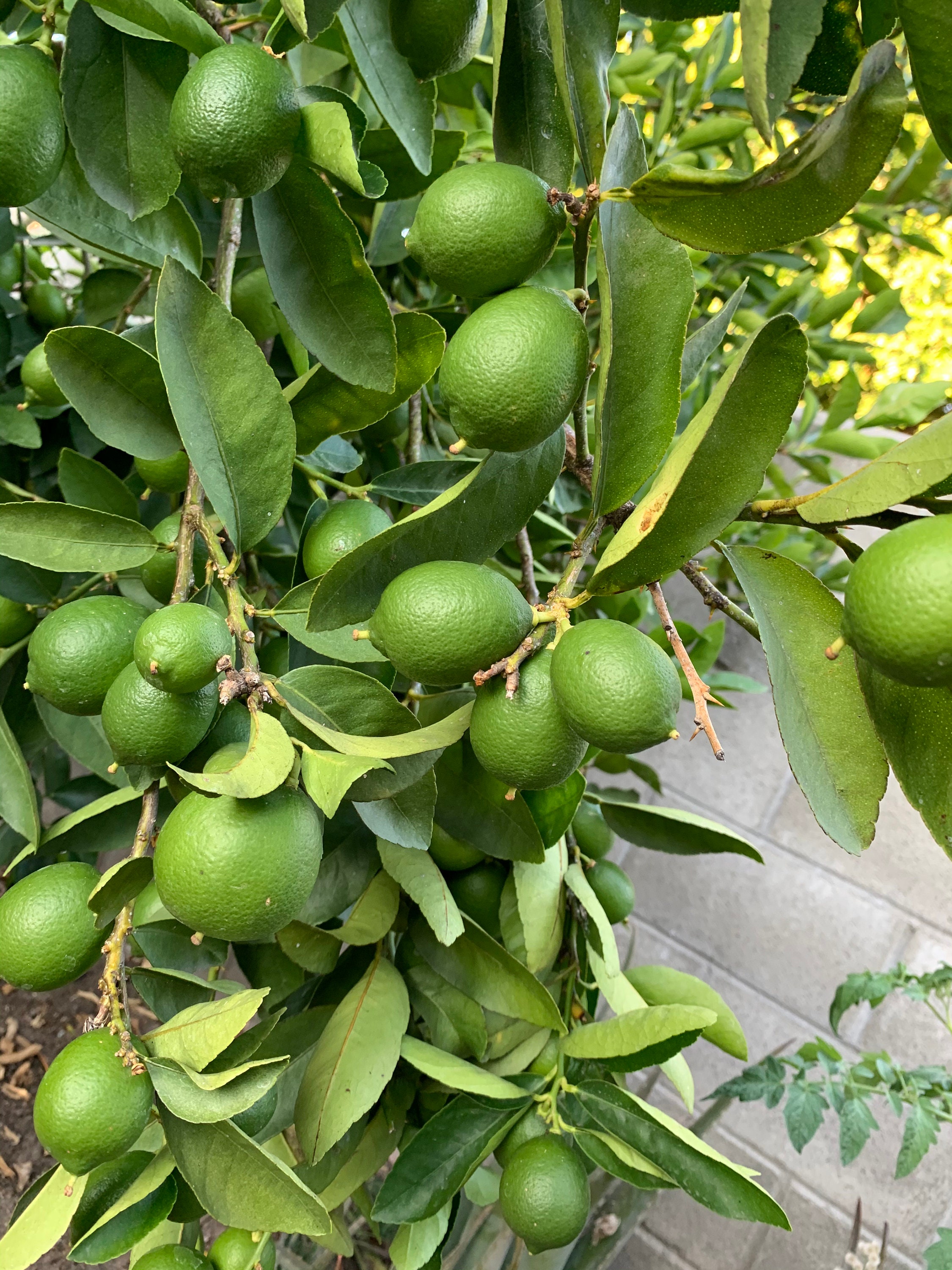 Persian Lime Tree 6