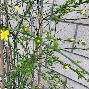 Easy Grow 7"/ 4 Cutting Scion Wood No Root Lynwood Yellow Flower ...