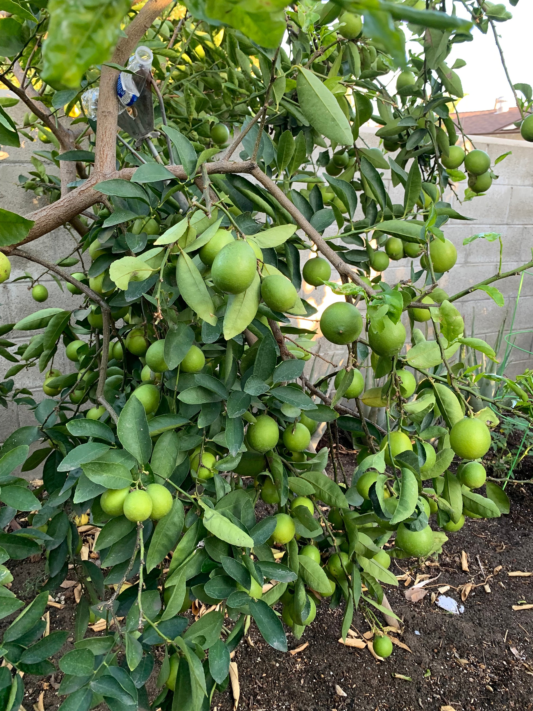 Persian Lime Tree 6" Scion Wood 3 Cutting Green Lemon / Unroot - Etsy