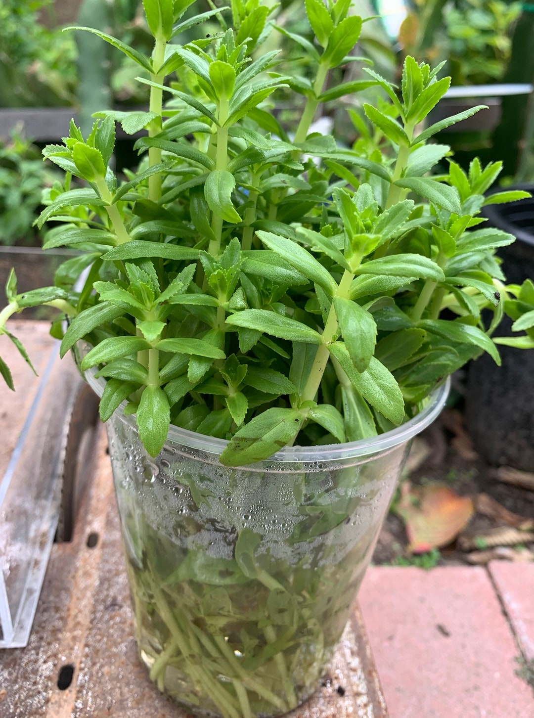 7" to 8 Inches / 10 Rooted Rice Paddy Herb Limnophila Aromatica ...