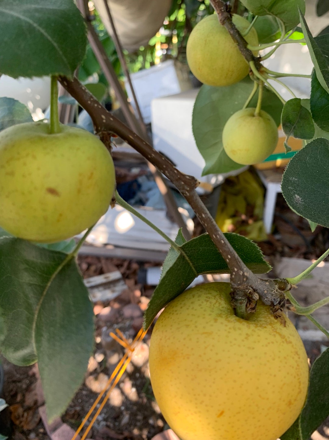 Easy Grow 2 Fresh Cutting Scion Wood Asian Pear 6 Inches - Etsy