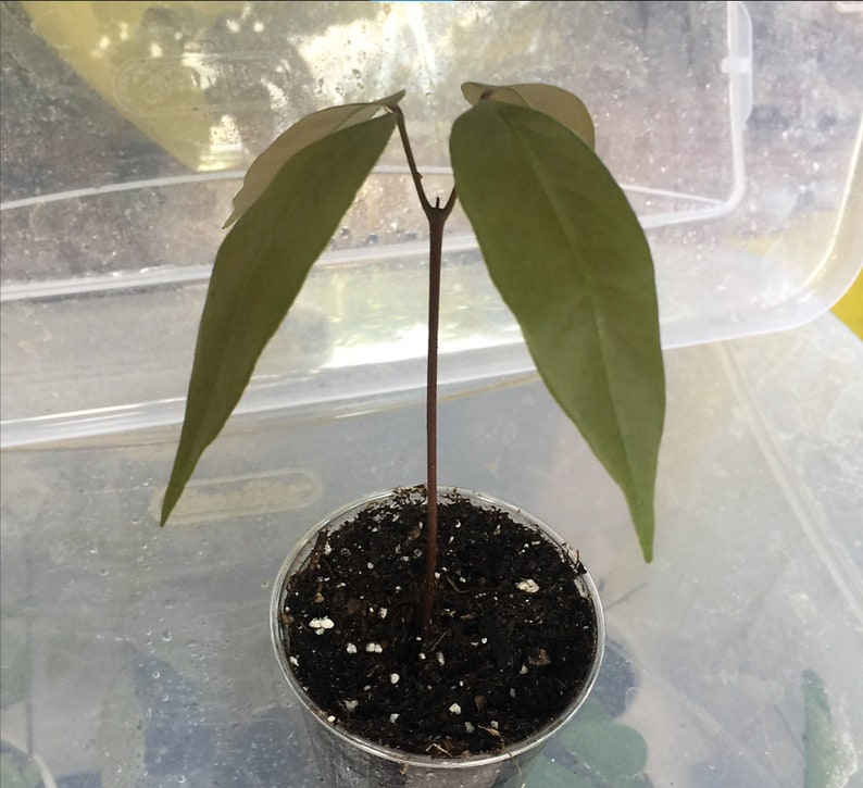 4 To 5 inches 1 baby Lychee Tree good planting / | Etsy