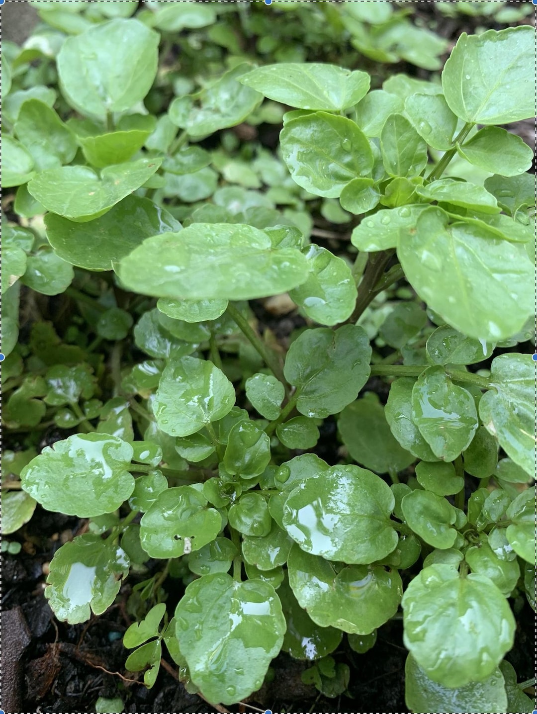 Easy Grow 10 Watercress Live Plant With Roots Live Vegetables Ready to ...