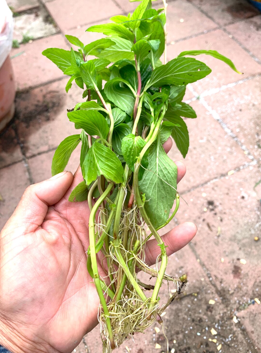 Set of 4 Rooted Chocolate Mints Rau Hung Cay Culinary Herbs Mentha ...