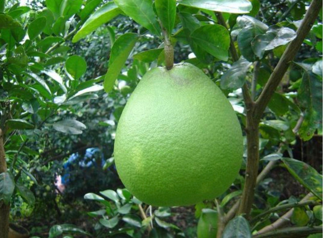 10" to 12" Inches Fruit Tree Green Grapefruit Sweat Pomelo / Baby Bưởi ...