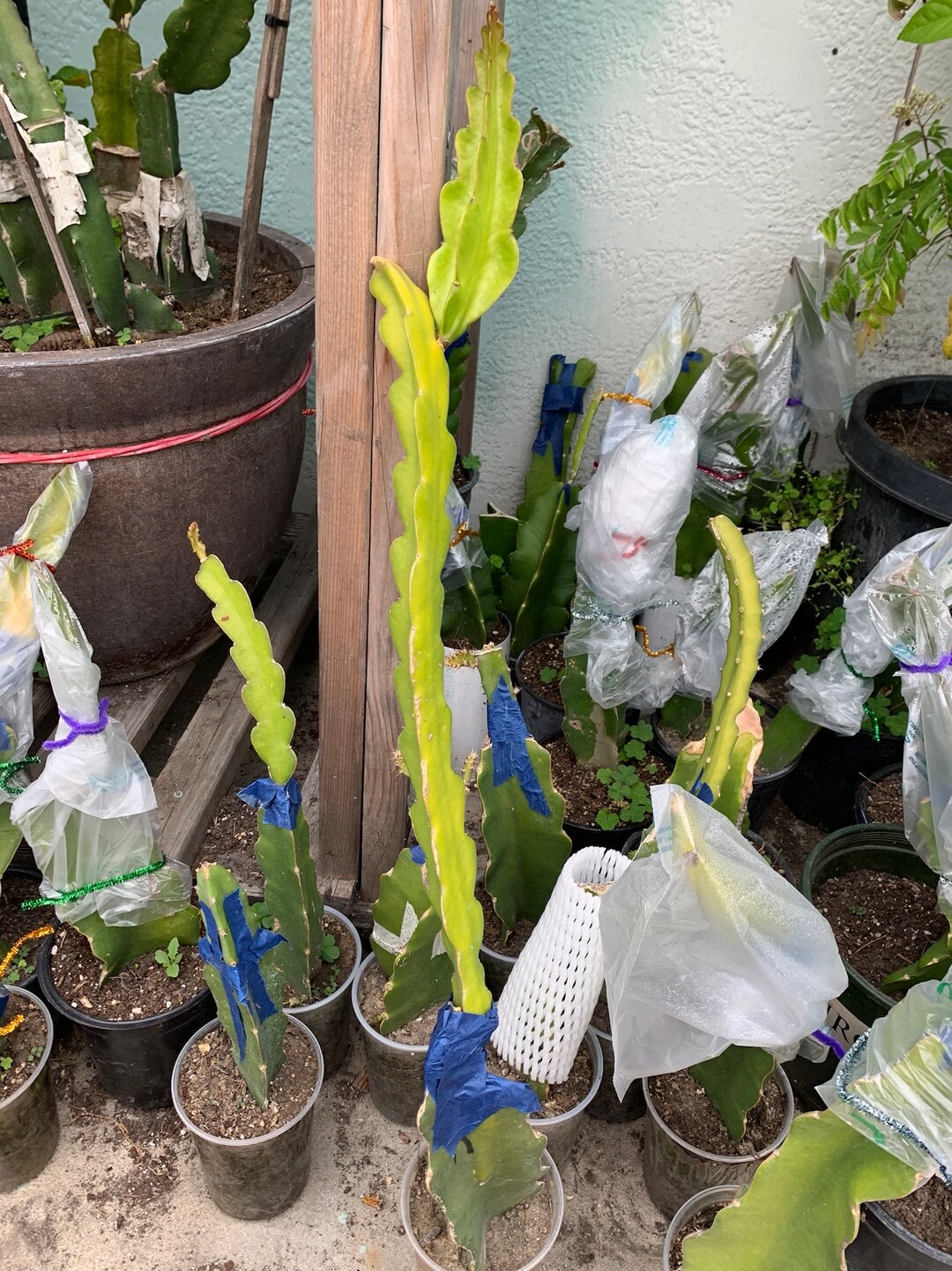 3 Feet Grafted Vietnamese White Dragon Tree to Red Dragon Fruit for ...