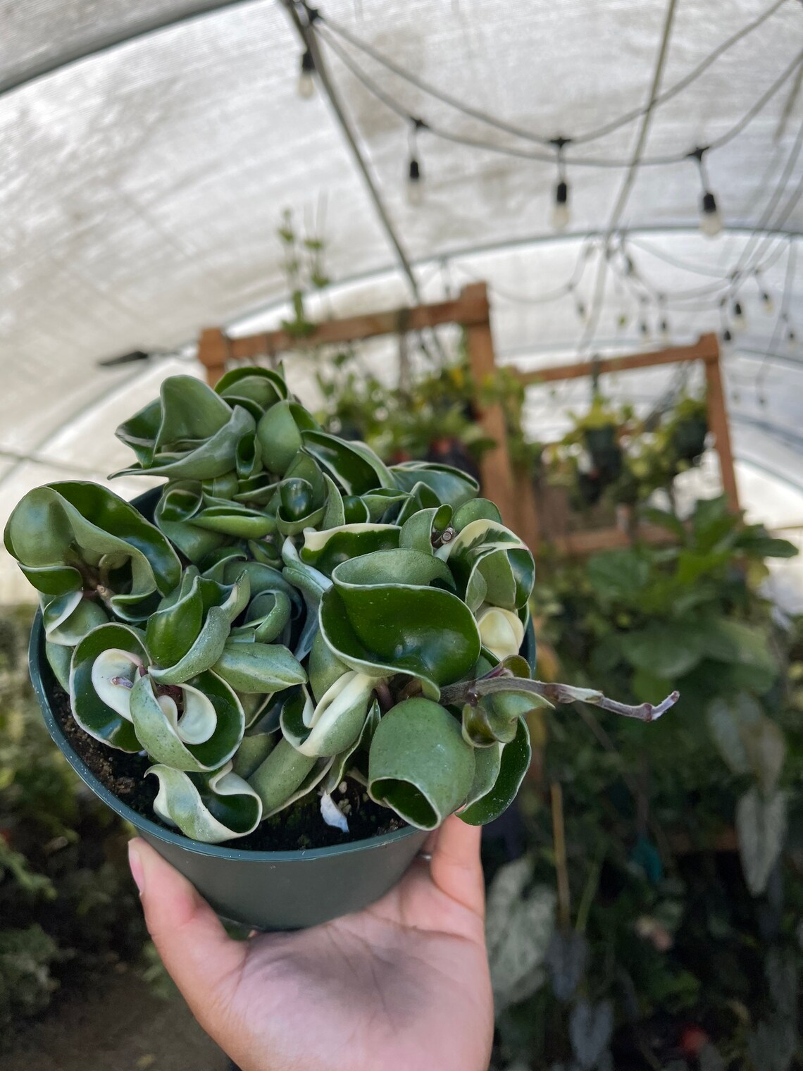 Hoya Compacta Variegata Rope Hoya Hoya Hindu Houseplant - Etsy