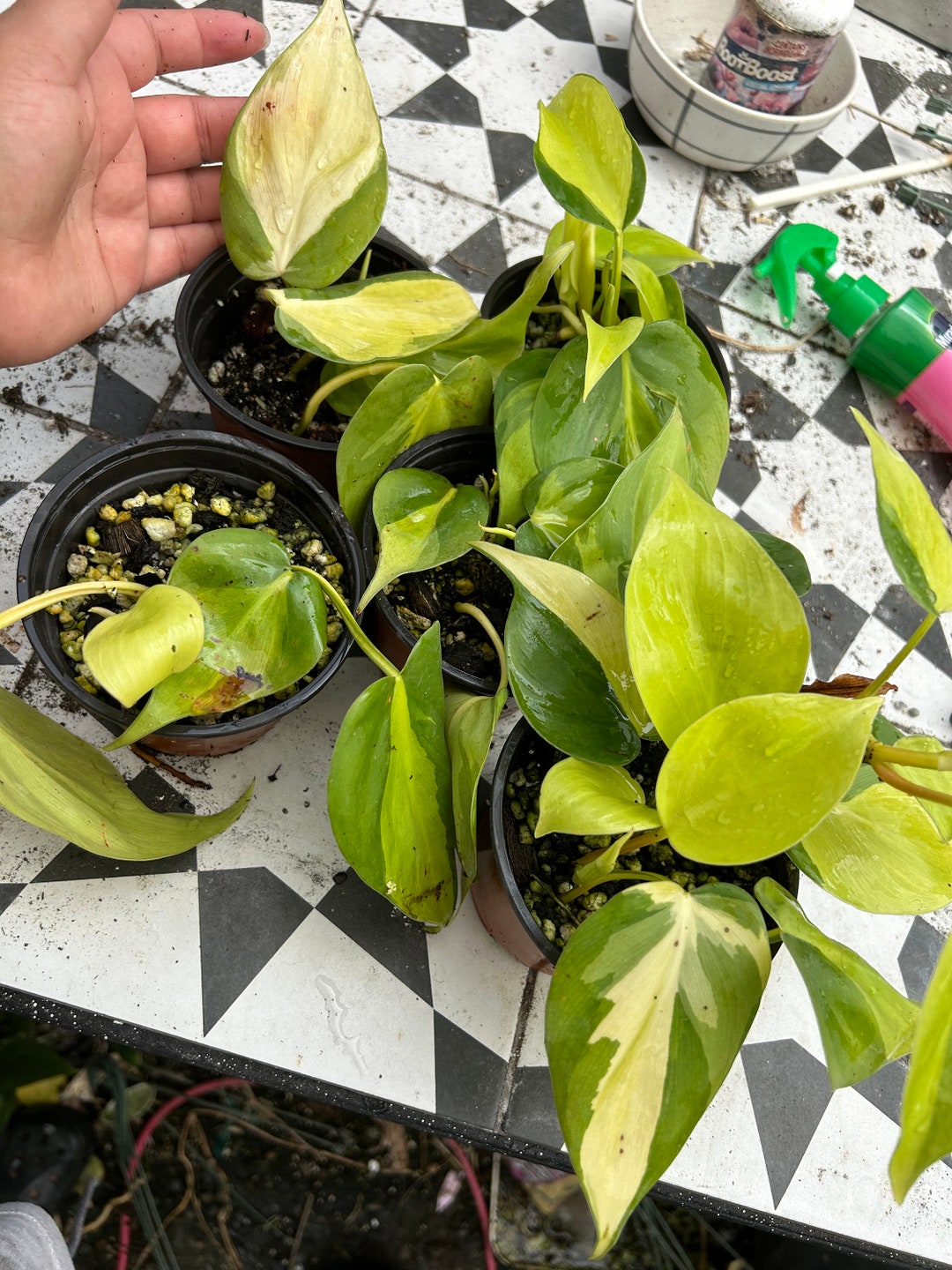 Philodendron Carnival Brazil Sport Pothos | Indoor Houseplant ...