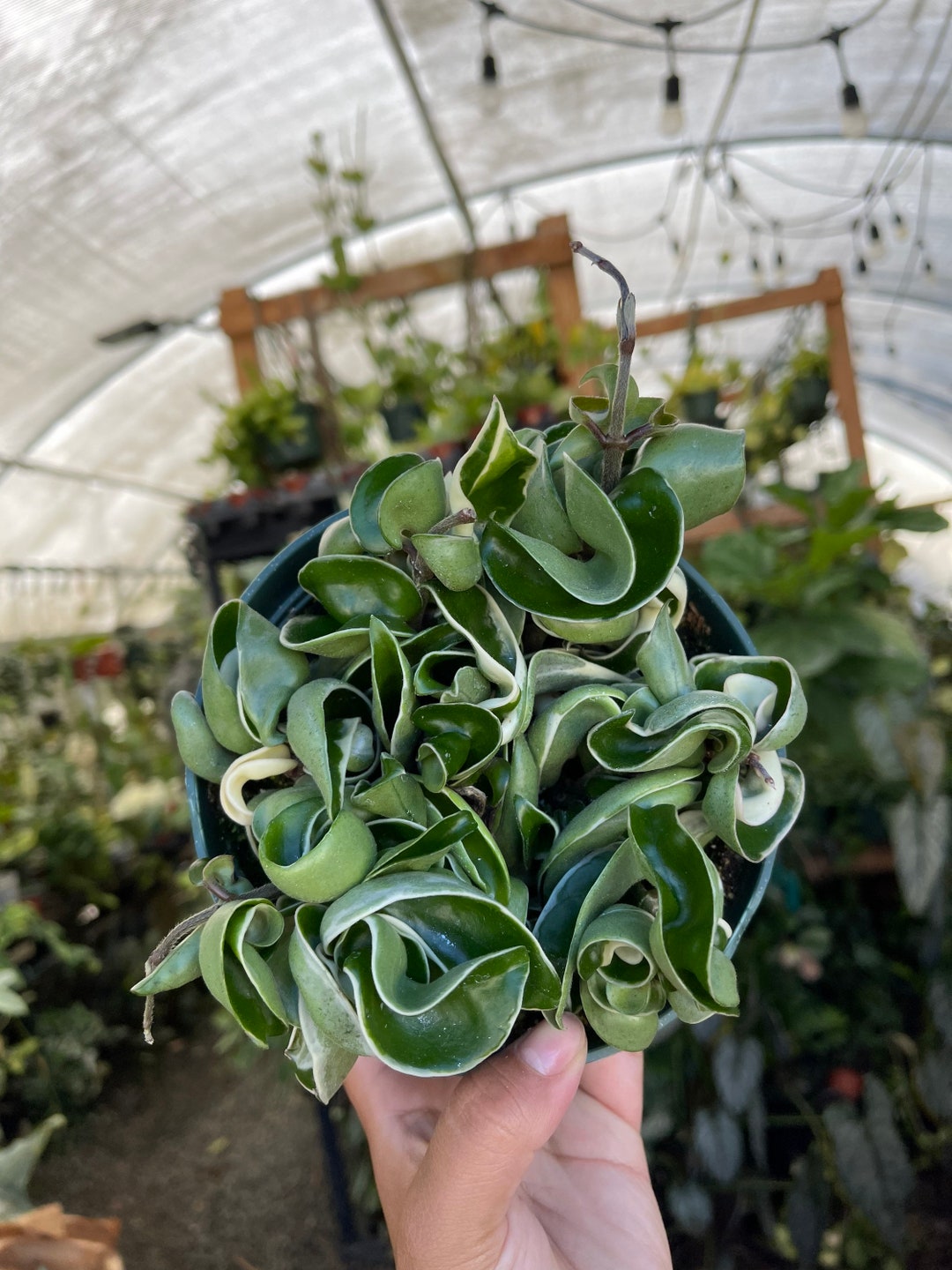 Hoya Compacta Variegata Rope Hoya Hoya Hindu Houseplant Indoor - Etsy