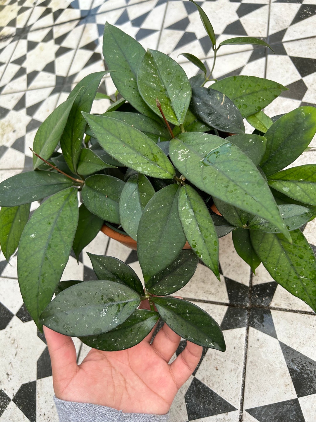Hoya Fungii X Rph Publicalyx Houseplant Indoor Plant 6” Pot Etsy