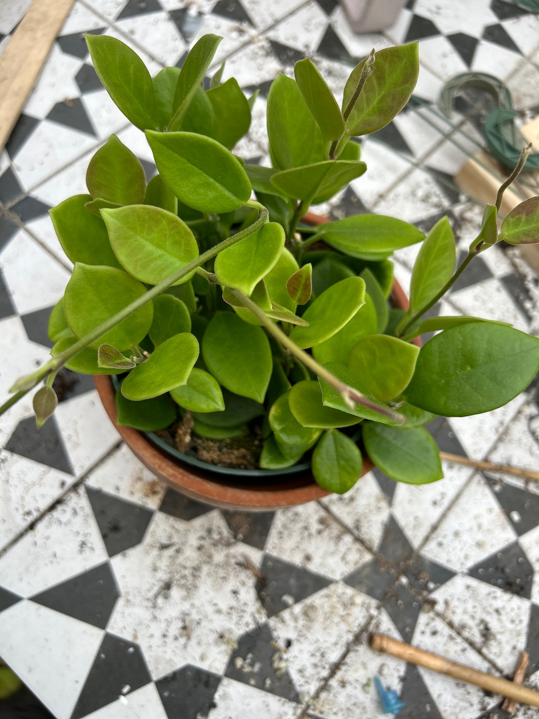 Hoya Keysii Ssp. Australis Fuzzy Leaves Indoor Houseplant Uncommon - Etsy
