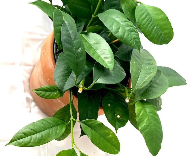 Hoya Multiflora, Shooting Star Hoya - Etsy