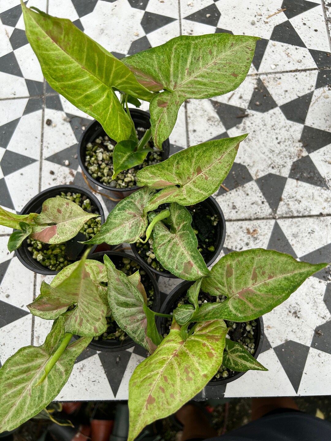 Rare Syngonium Tricolor Confettii | Indoor Houseplant | Aroid - Etsy