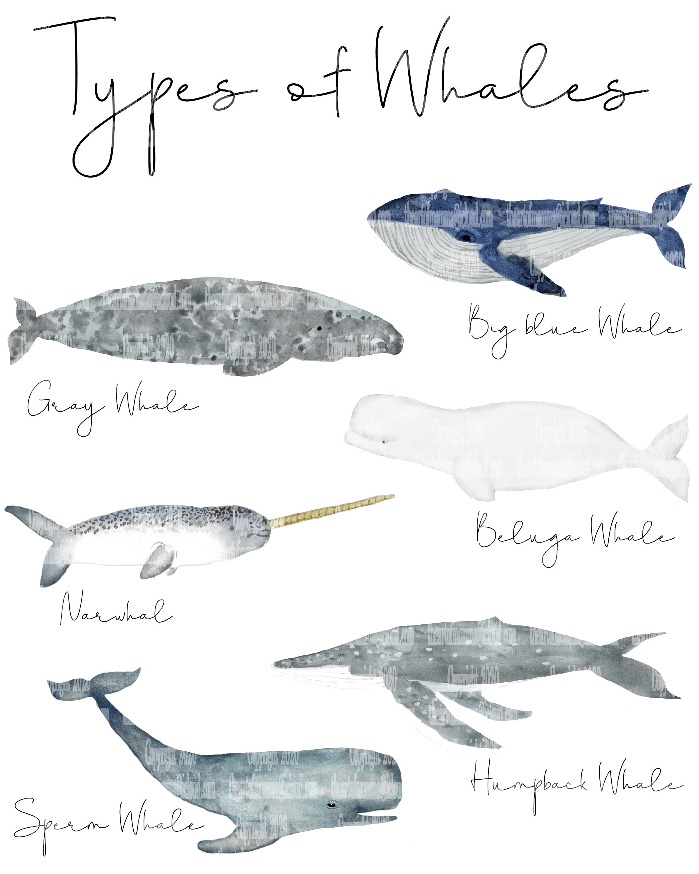 Types of Whales Sign / Digital Print / 8x10 / Watercolor / Instant ...
