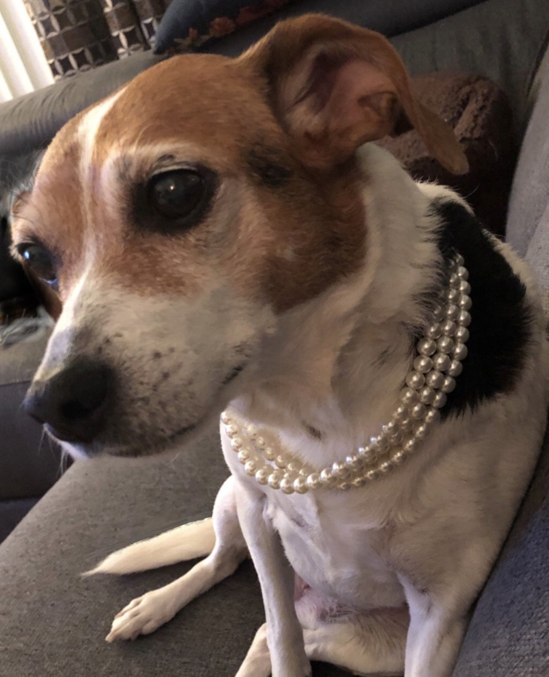 14" Gorgeous Triple Strand Puppy Pearls - Etsy