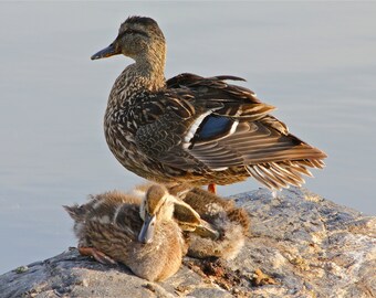 Mother Duck and Her Ducklings Digital Clip Art Clipart Set - Etsy