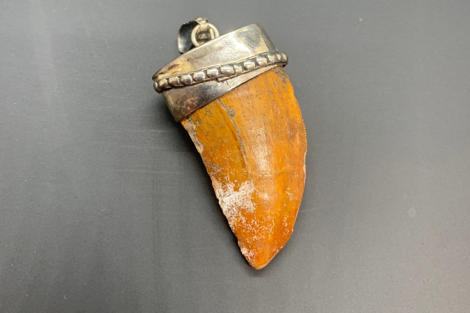 Carcharodontosaurus Tooth Pendant | 1.5" | Sterling Silver | 100% ...