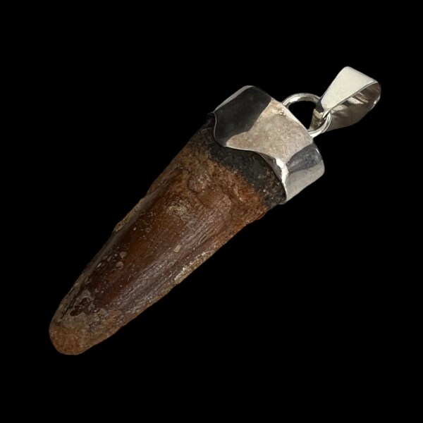 Spinosaurus Tooth Necklace - Etsy