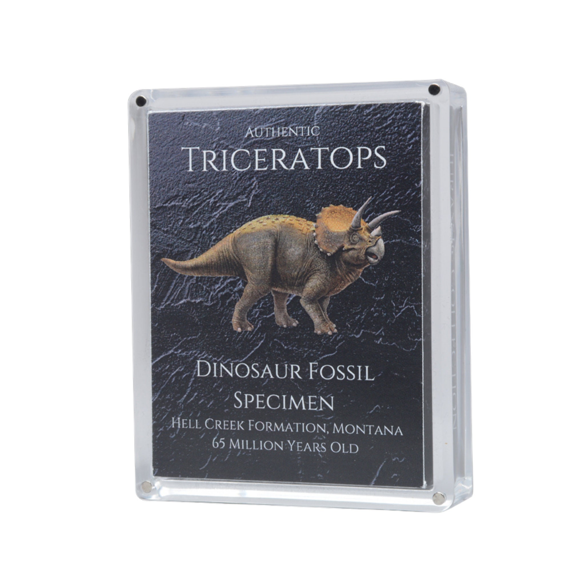 Dinosaur Bone Fossil Gift Set | Fossil Display | Archeology Gift ...