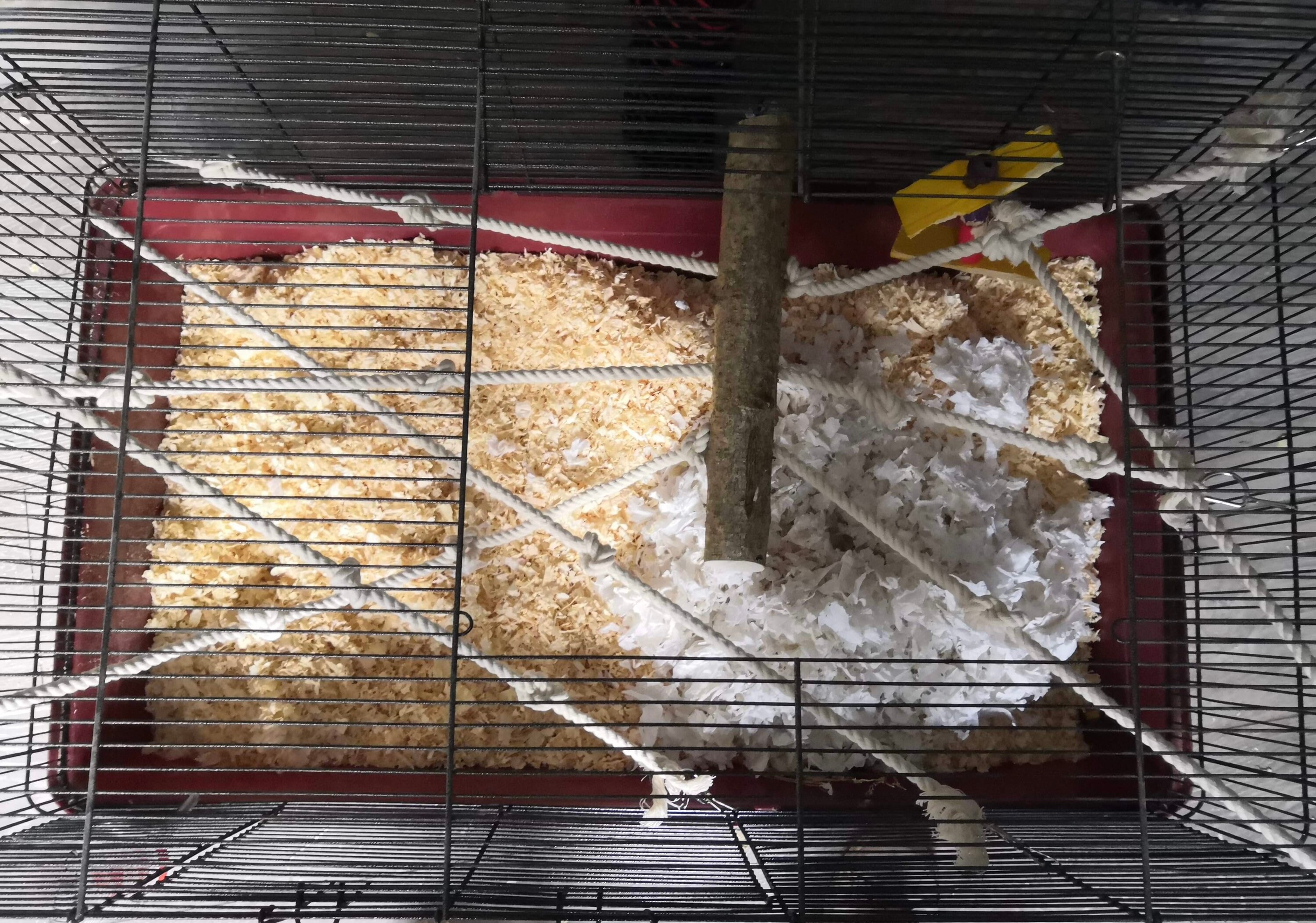 Large Chunky wood Pet Perch for cage Pet Rat toy accessories | Etsy