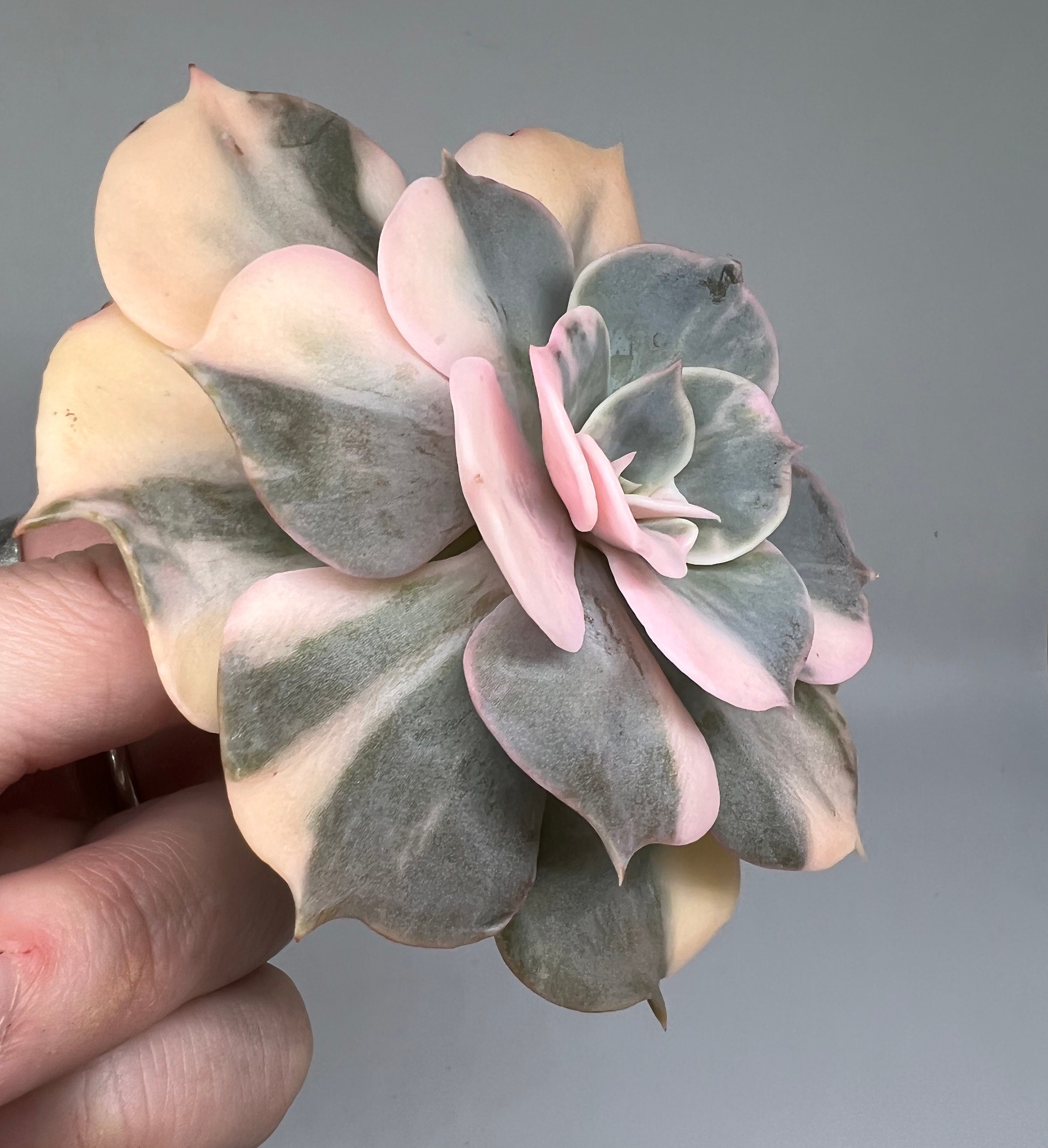 RARE Echeveria Pollux Variegated - Etsy