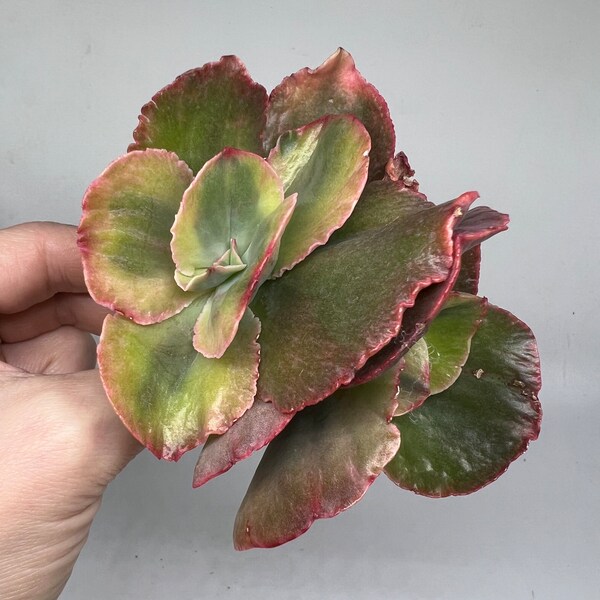 Variegated Rock Succulent - Etsy