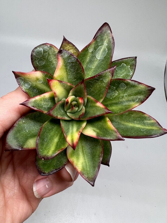 Echeveria Giselle Variegated | Etsy