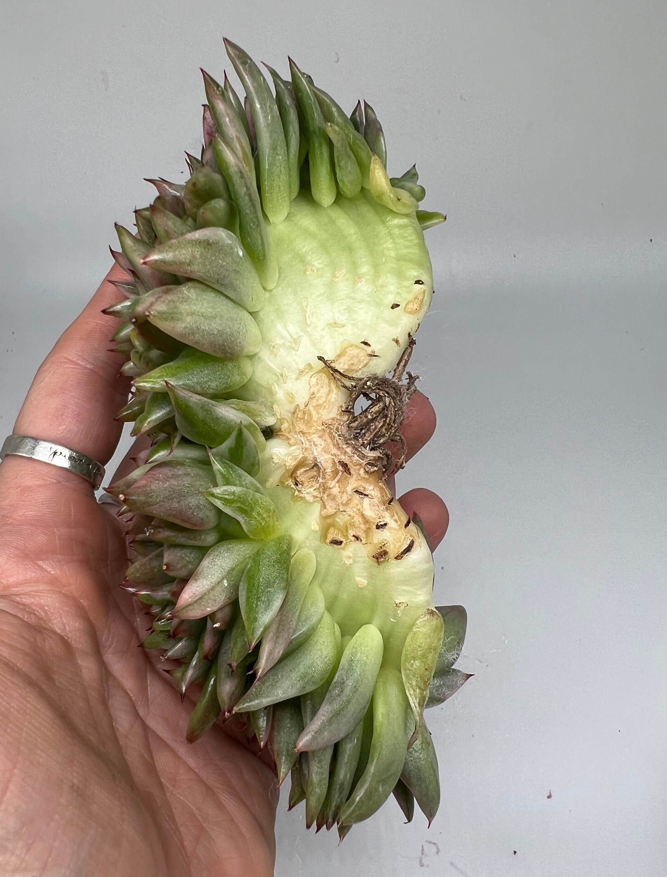 HUGE Echeveria Agavoides Elk Soul Variegated Crest - Etsy