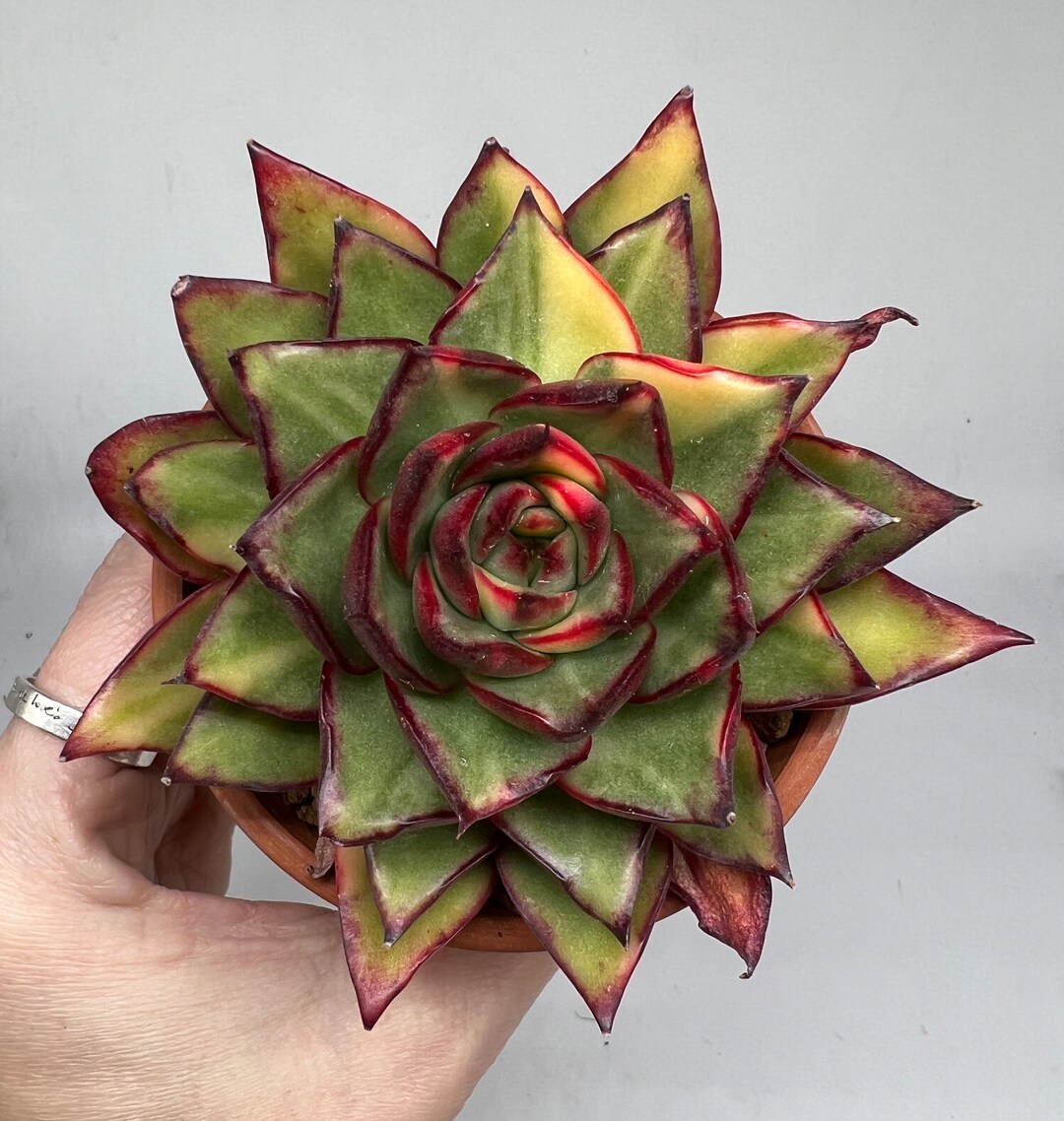 Echeveria Giselle Variegated - Etsy