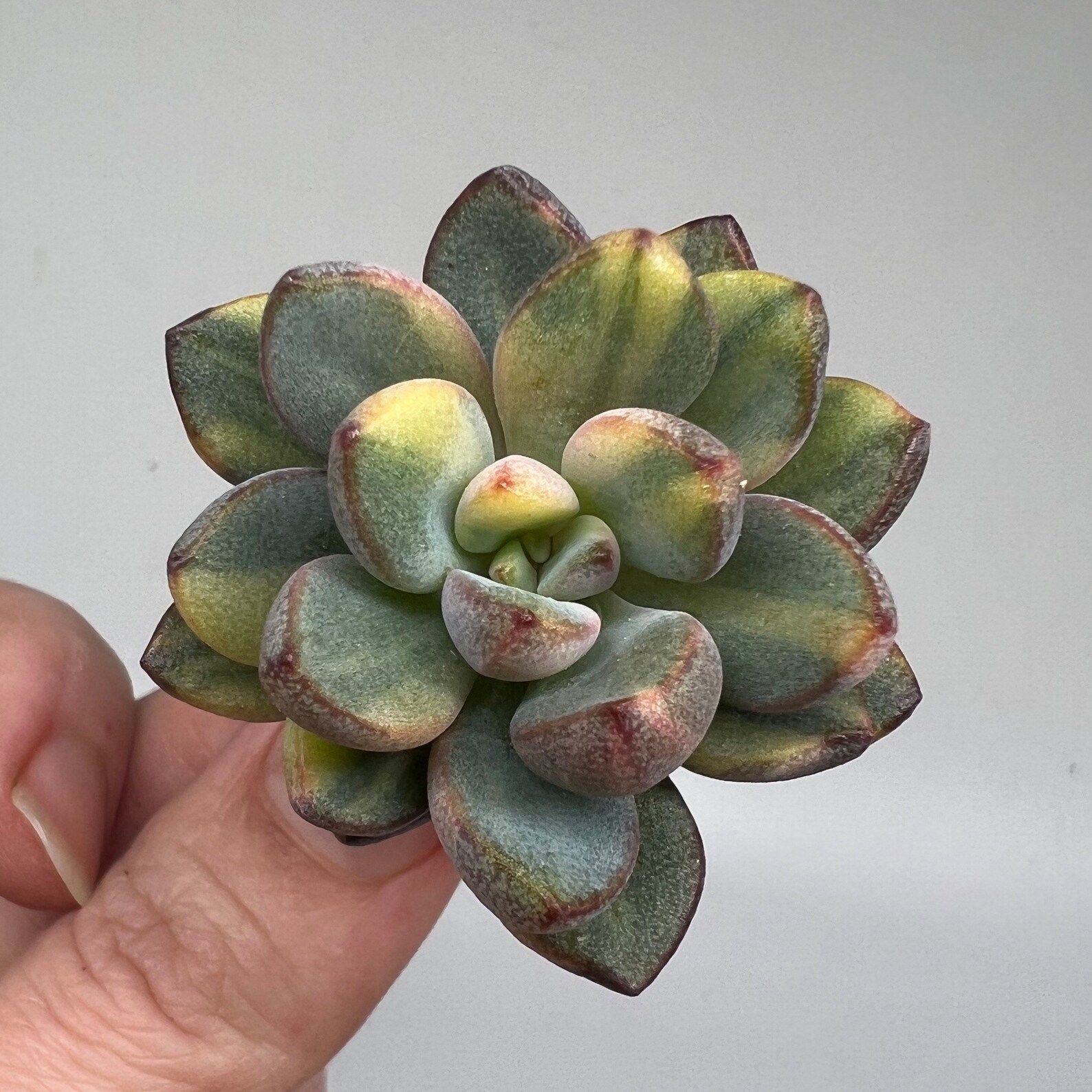 Graptoveria Purple Dream Variegated - Etsy