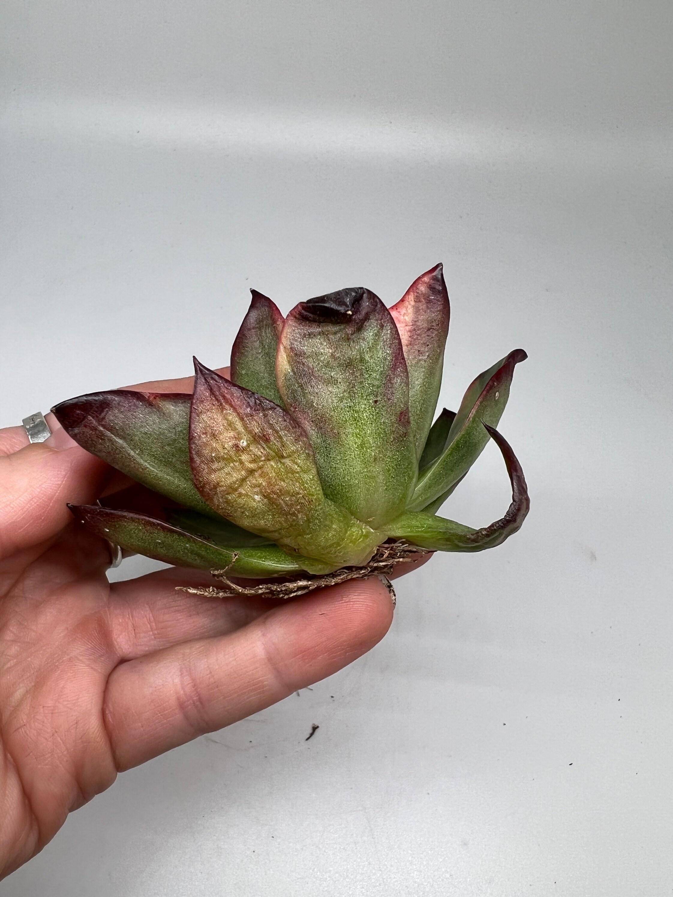 Echeveria Giselle Variegated - Etsy