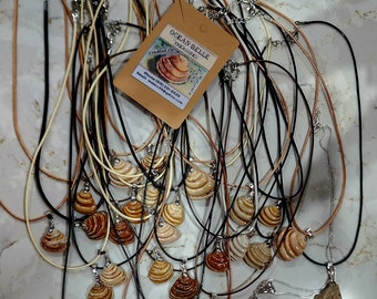 RARE Pawleys Island Shells Seashell Imperial chunky Venus Clam 1 Piece ...