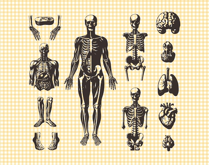 Anatomía Humana SVG, Archivos de Corte de Anatomía Humana, Archivo de ...