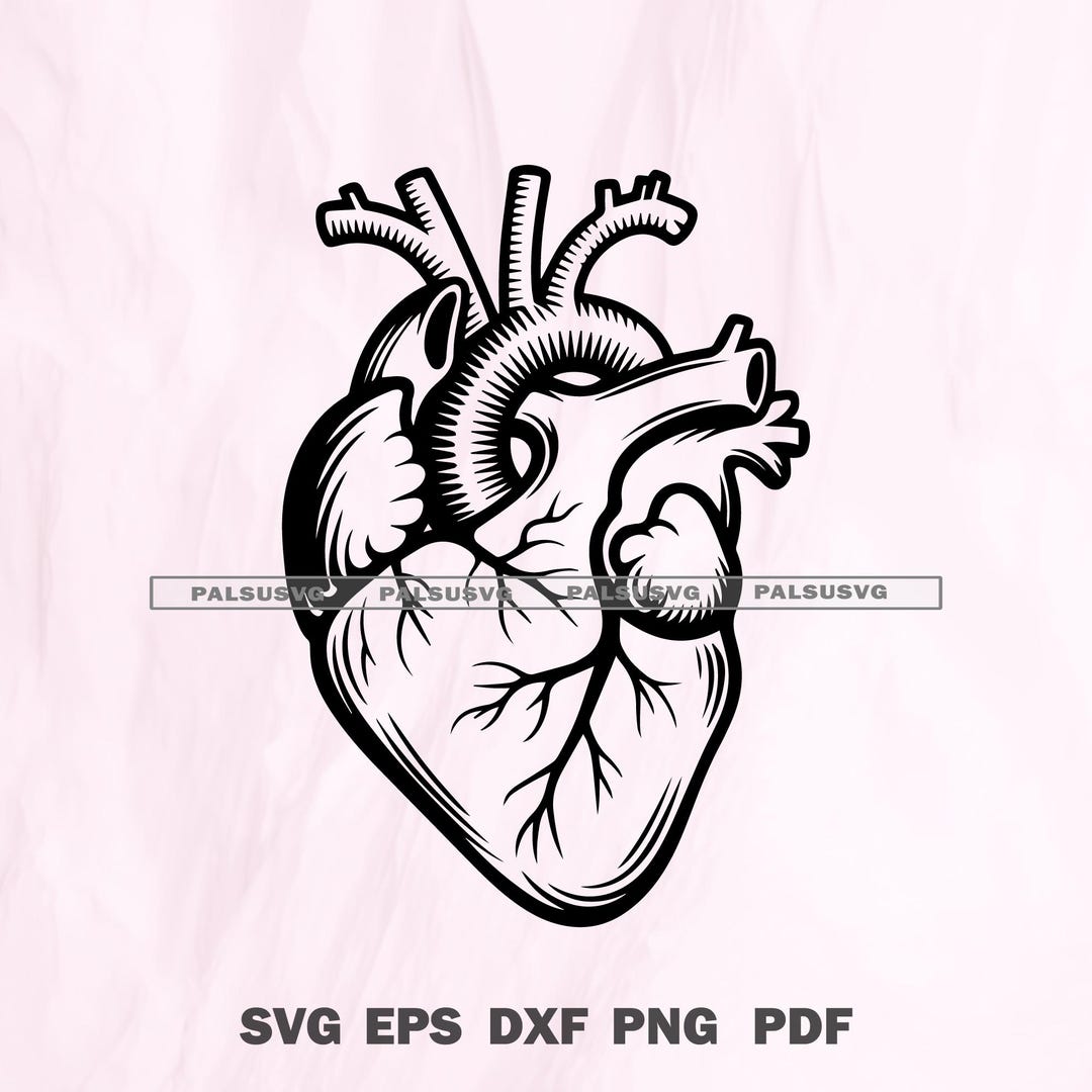 Anatomical Heart SVG | Human Heart Clipart | Cricut Cut File ...