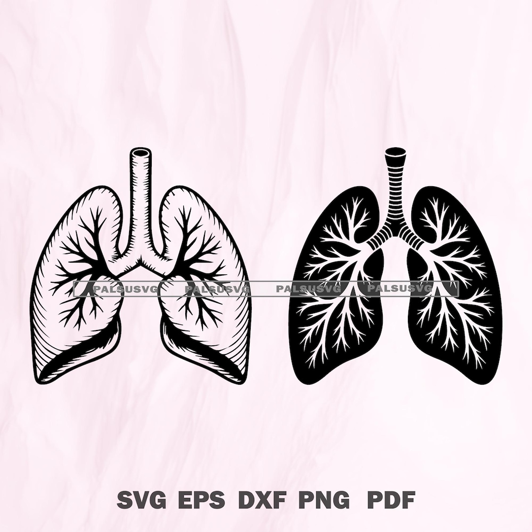 Anatomical Lung SVG | Medical Clipart, Cricut Cut File (digital ...