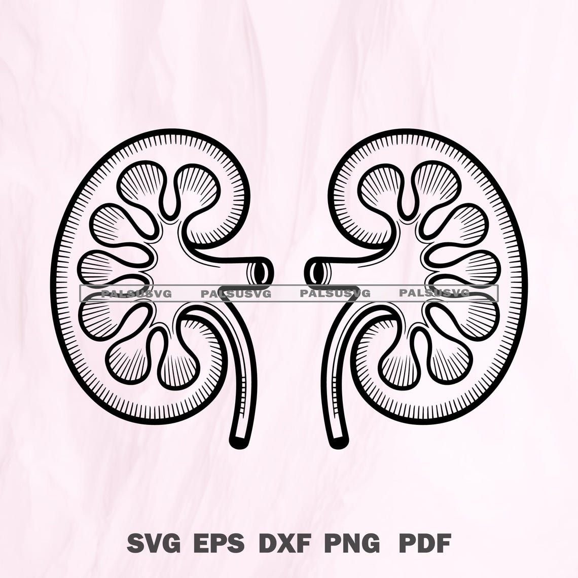 Anatomical Kidney SVG | Human Kidney Clipart | Cricut Cut File ...
