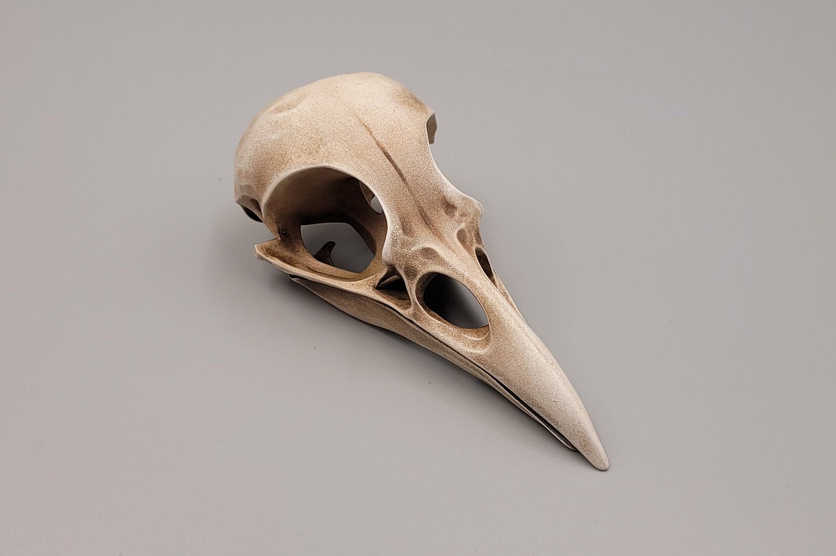 Raven/crow Skull - Etsy UK