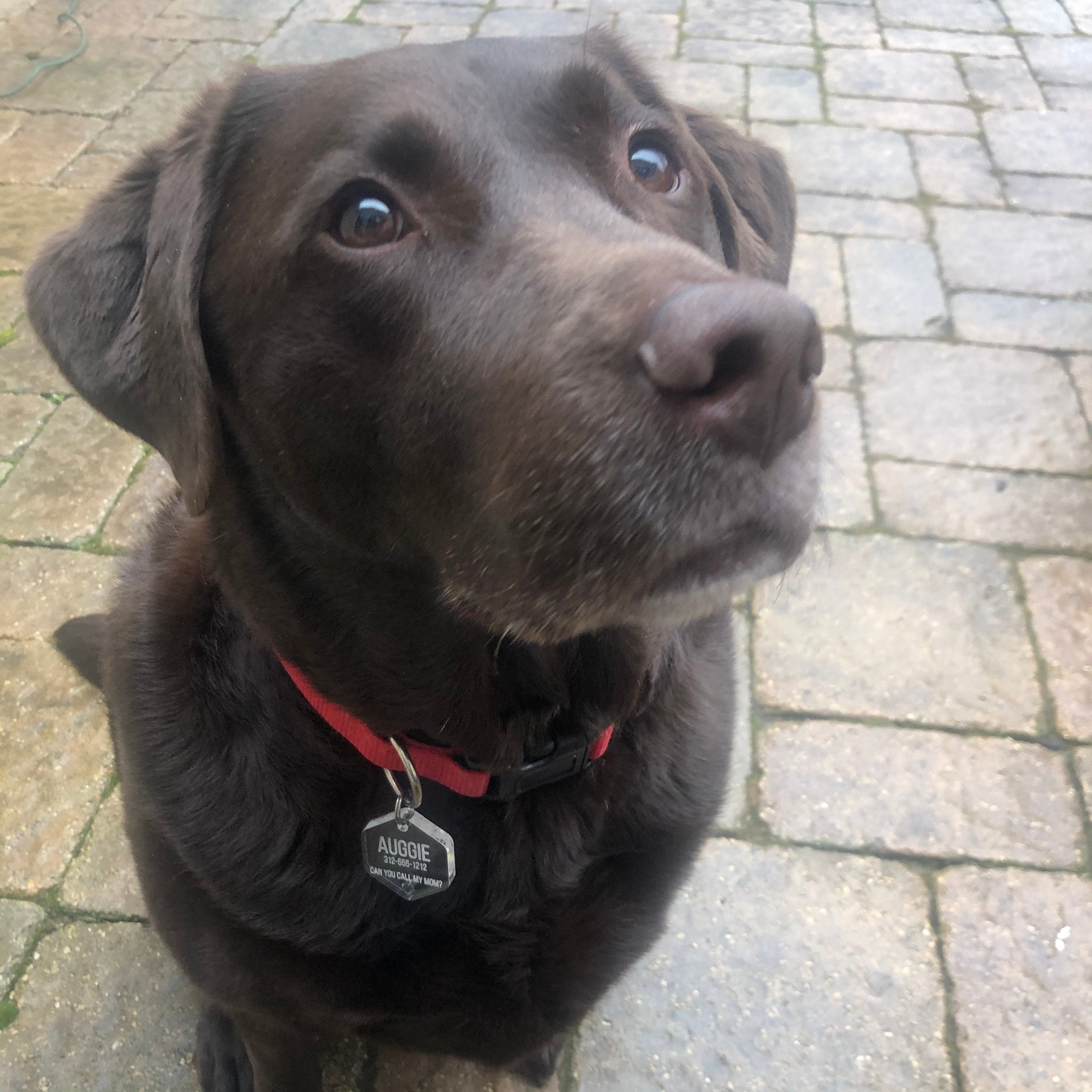 Big Dog Tag Pet Id Tag Personalized Dog Tag Dog Tags - Etsy