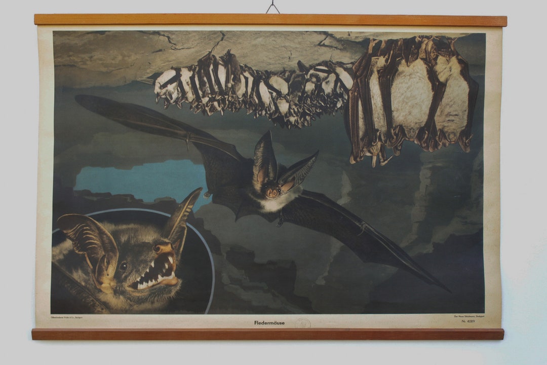 Vintage School Blackboard bats, 70s School / Teaching Material, Wall ...