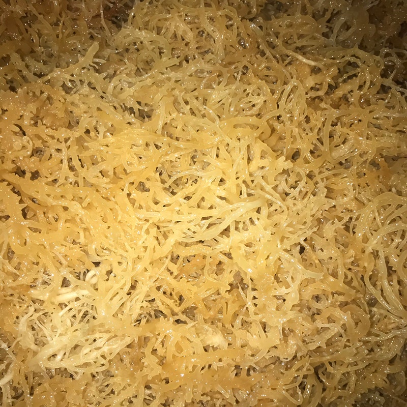 Wild Sea Moss - Etsy