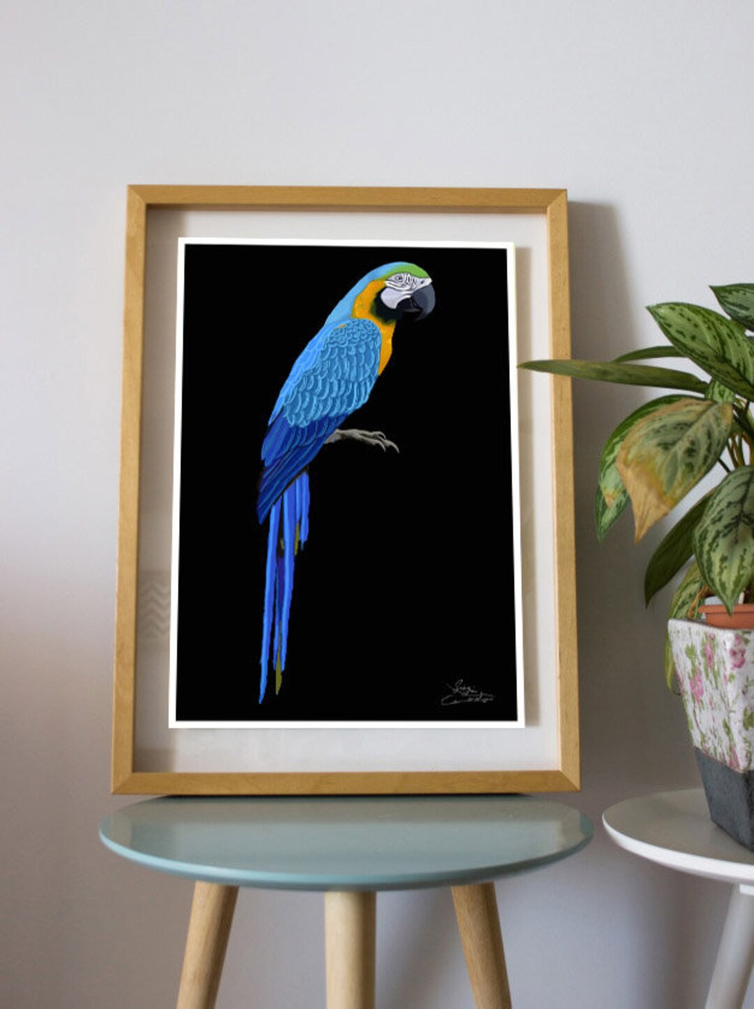 Parrots Illustrations | A4 | DIGITAL - Etsy