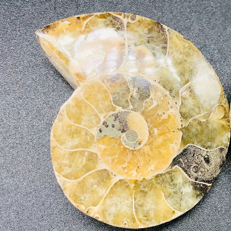Ammonite Shell - Etsy