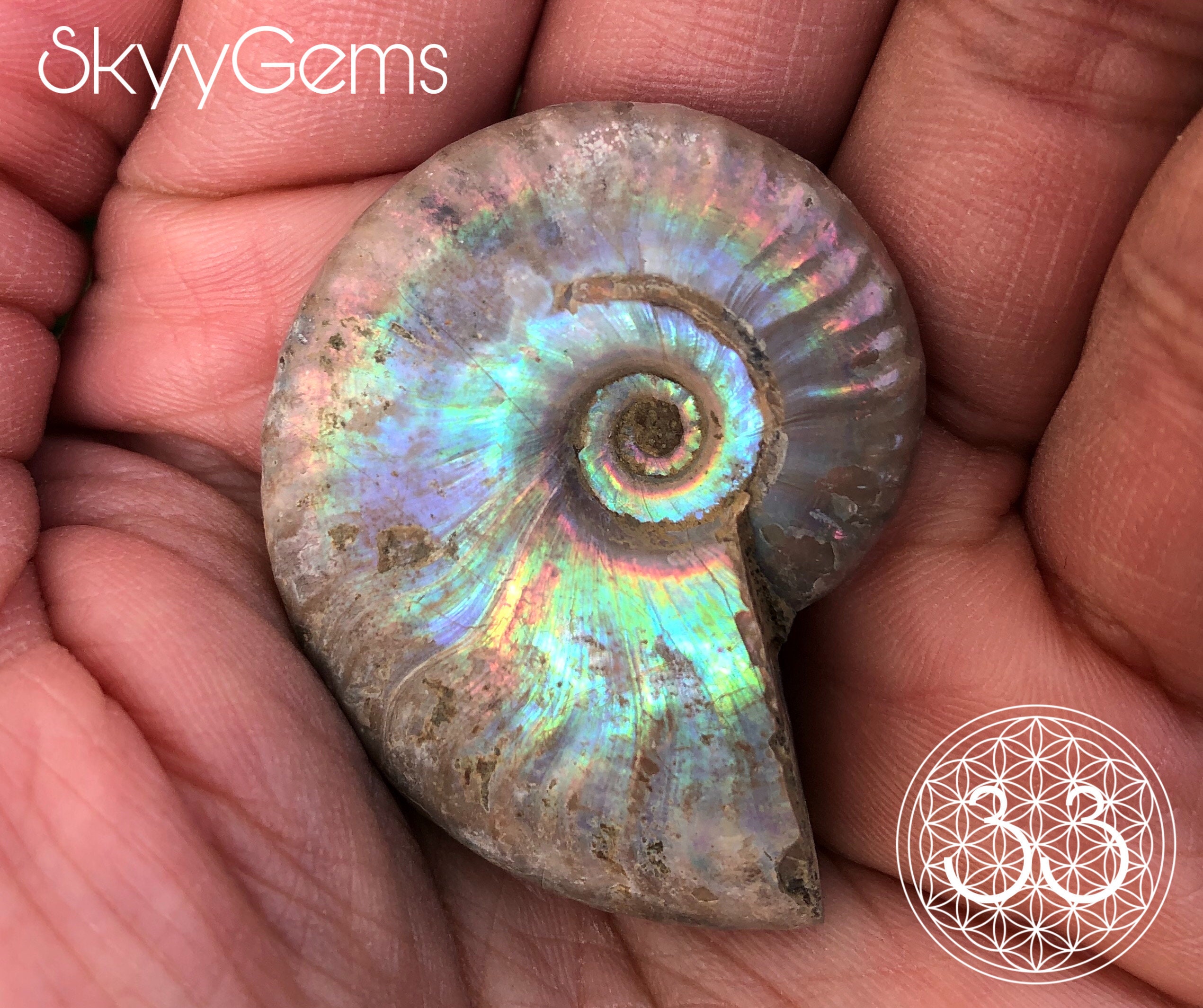 Iridescent Ammonite Rainbow Ammonite Crystal Ammonite Shell | Etsy
