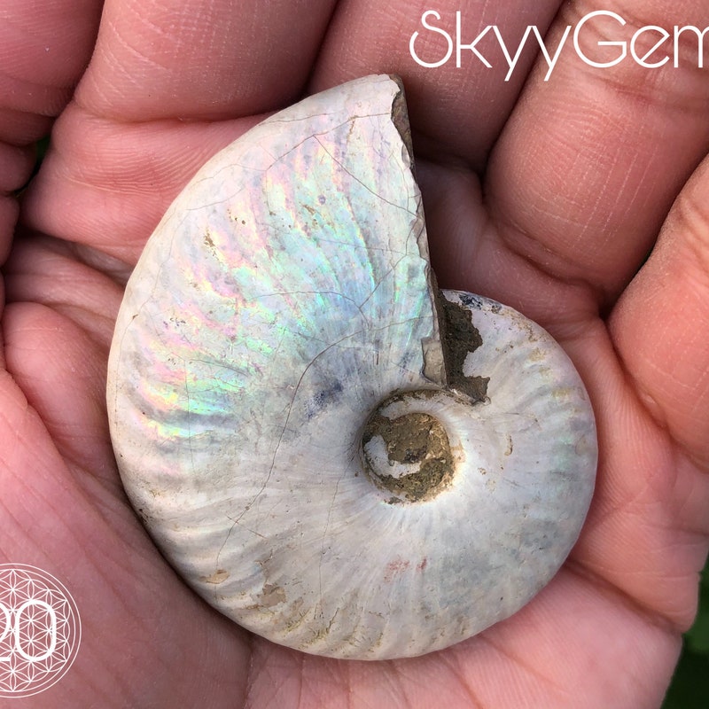 Ammonite Shell - Etsy
