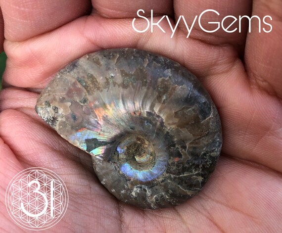 Iridescent Ammonite Rainbow Ammonite Crystal Ammonite Shell | Etsy