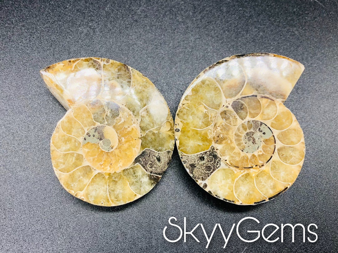 Sliced Ammonite Pair, Ammonite Fossil Cut and Polished, Polished ...