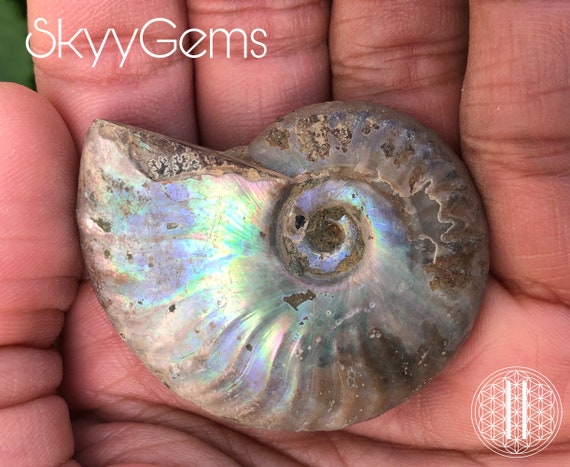 Iridescent Ammonite Rainbow Ammonite Crystal Ammonite Shell | Etsy