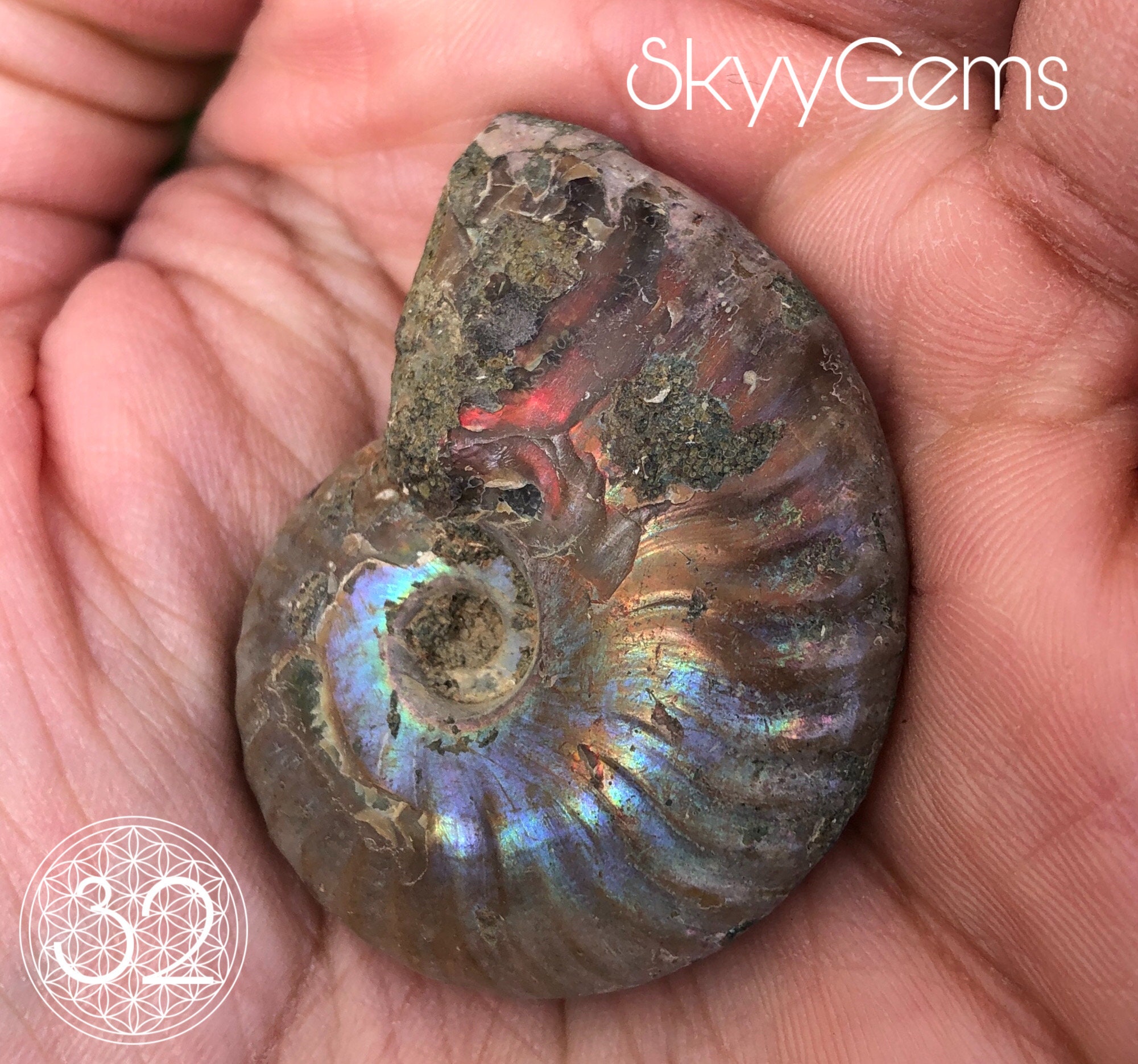 Iridescent Ammonite Rainbow Ammonite Crystal Ammonite Shell | Etsy
