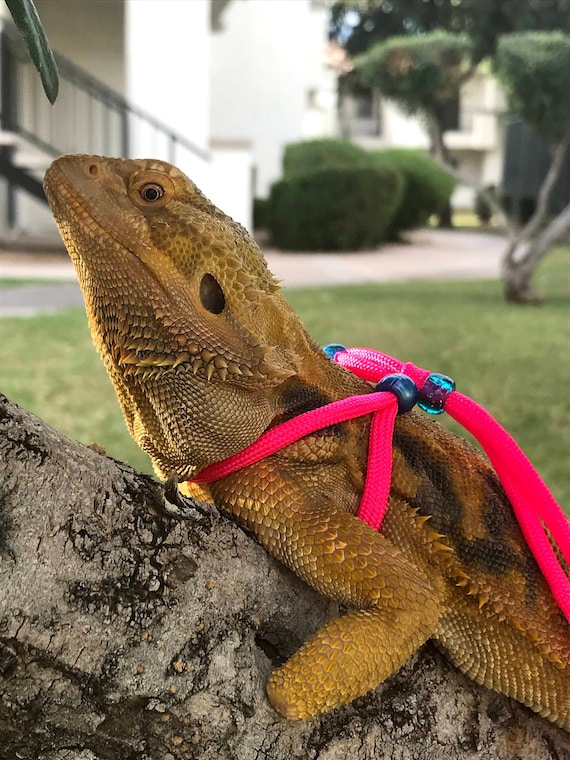 Monitor Lizard Pet On Leash