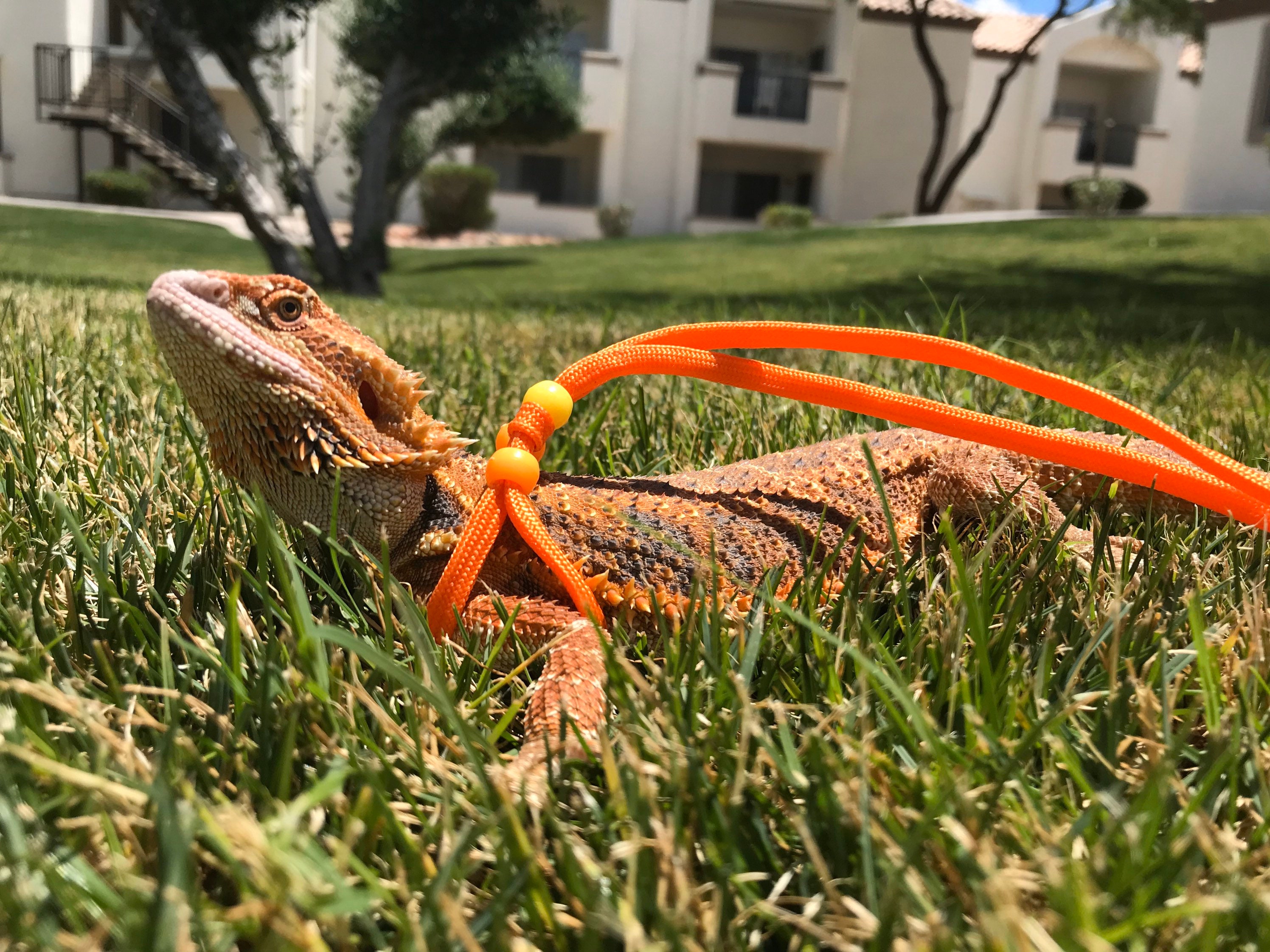 Savannah Monitor Leash